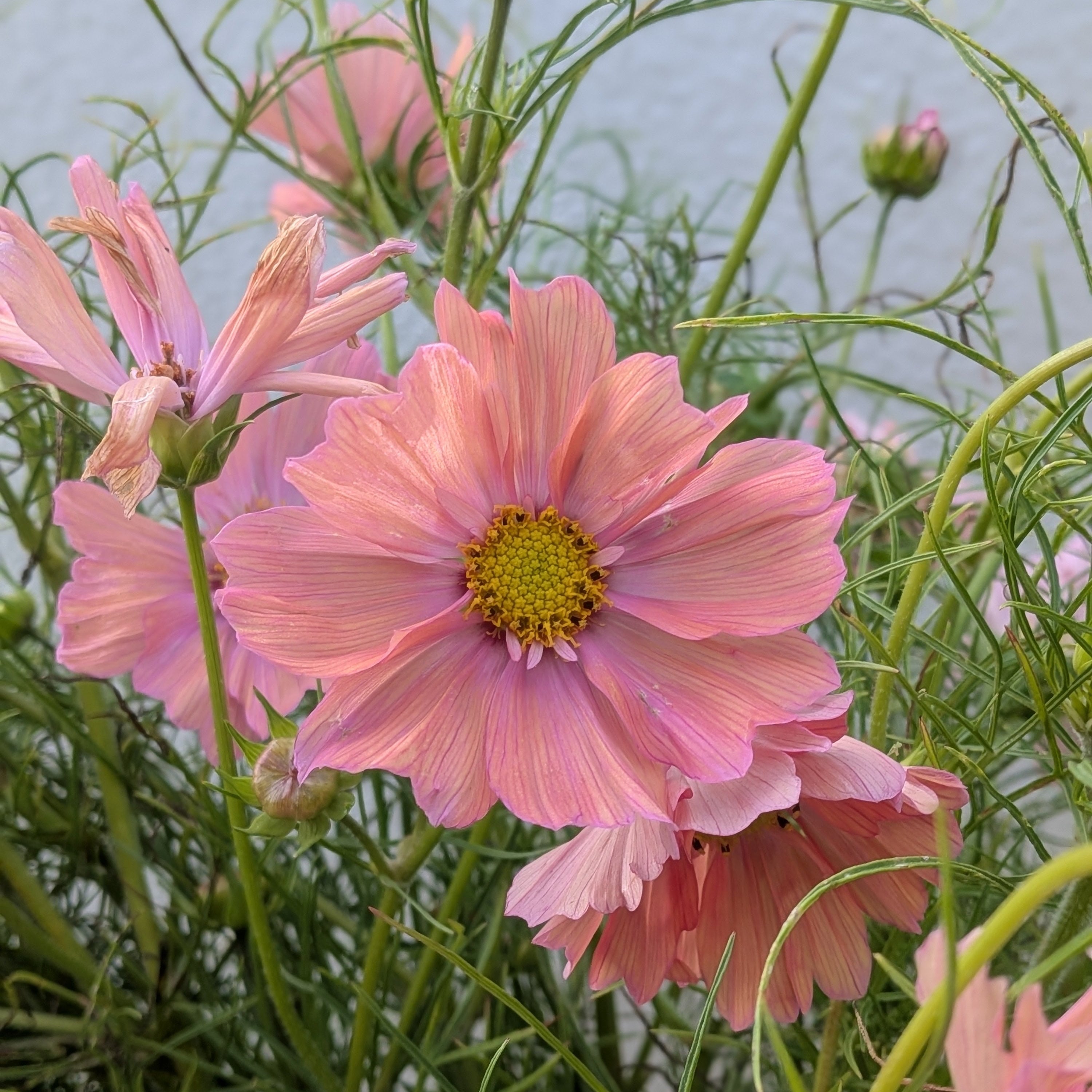 Cosmos Apricotta Seeds – Jig-Bee Flower and Seed Company